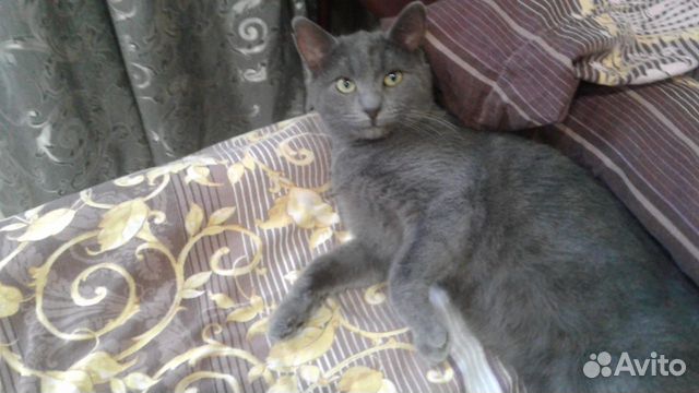 Котик Маркус в дар