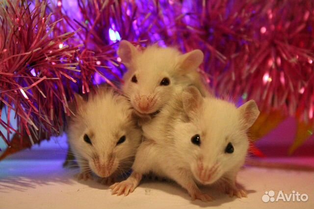 Мастомисы мыши