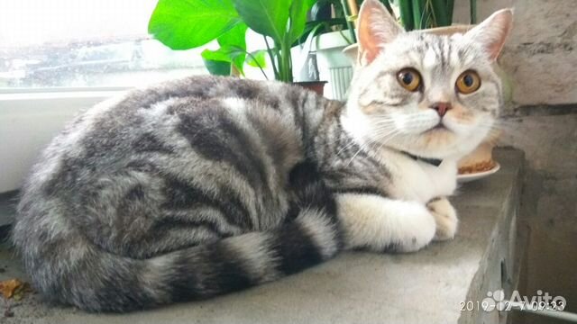 Кошка-Британка мраморная