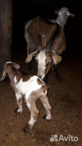 Нубийские козлята