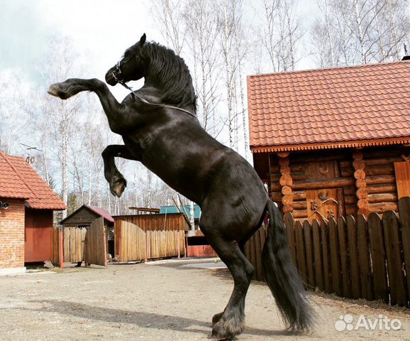 Фризская лошадь в аренду
