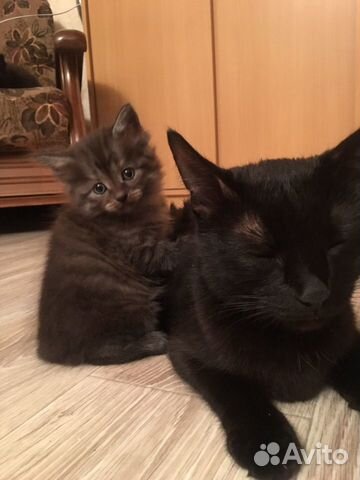 Умные милые котята