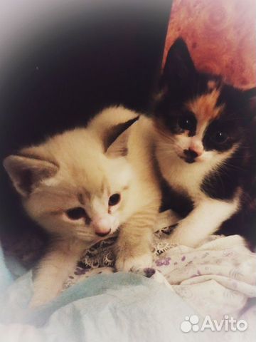 Котята и кошечка ищут дом