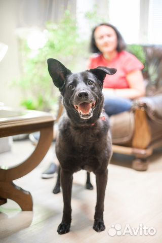 Небольшая собачка Ночка ищет дом