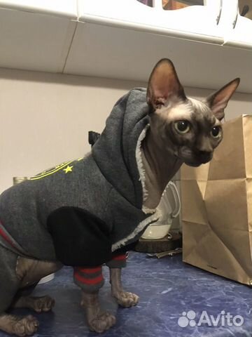 Кот ищет невесту