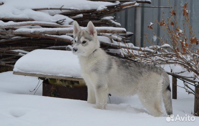 Щенки сибирской хаски ищут своих хозяев