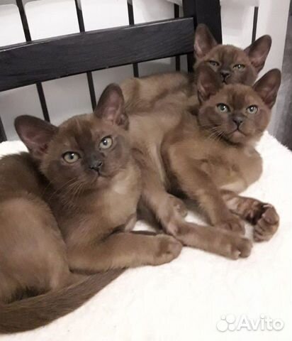 Бурманская