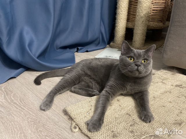 Очаровательная британка в добрые руки