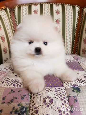 Кукольный белый миша померанчик