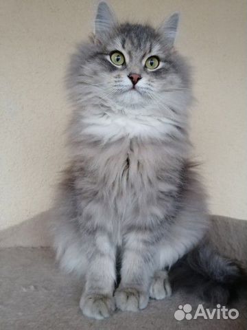 Котик Стёпа