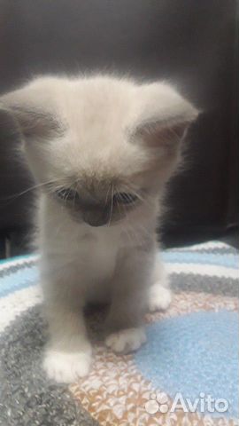 Котенок Гав