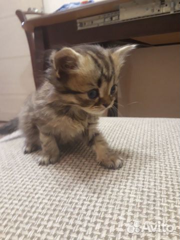 В добрые руки от вислоухой мамочки