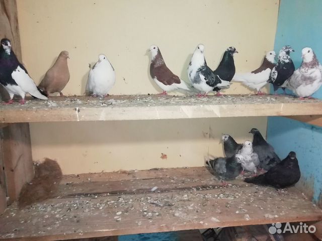 Голуби бойные