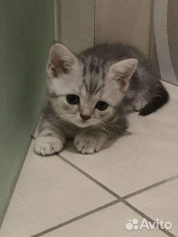 Шотландская