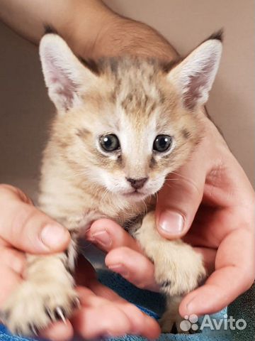 Кошка Чаузи ф1