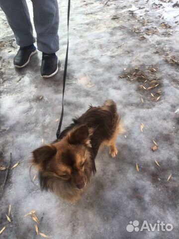 Вязка чихуахуа кобель