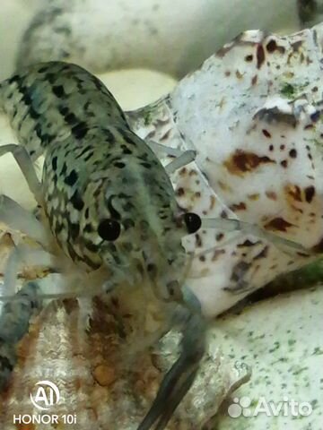 Мраморные раки