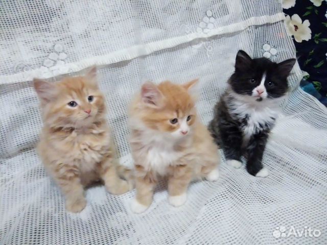 Продаються котята в хорошие руки