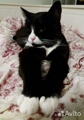 Кошка