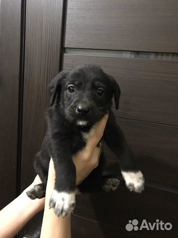 Отдаём в добрые руки щенков от мамы лабрадор