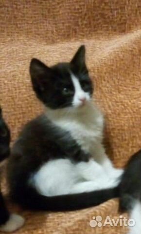 Котенок (девочка) от домашней кошки