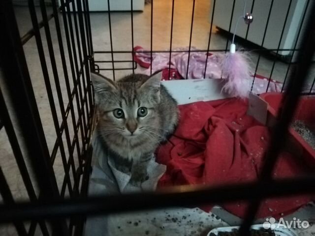 Котенок девочка Сафи