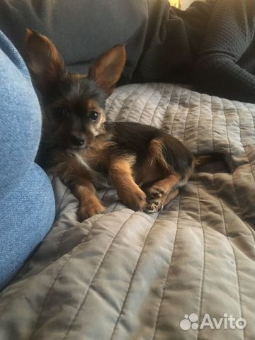 Йоркширский терьер