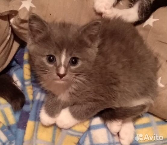 Маленькая Маркиза Анжелина хочет найти маму