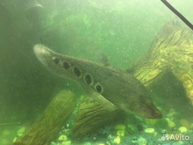 Индийский нож