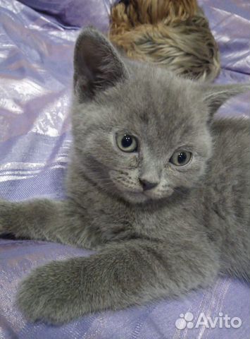 Шотландские котодетки