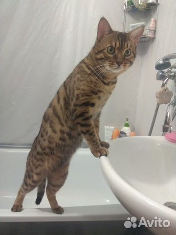 Бенгальская