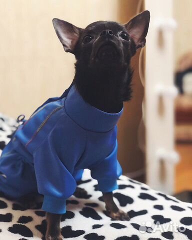 Вязка Чихуахуа