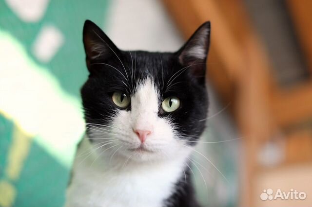 Лаврик. Кот в добрые руки