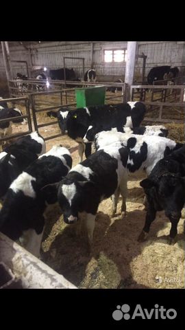 Бычки 3-4 х месячные