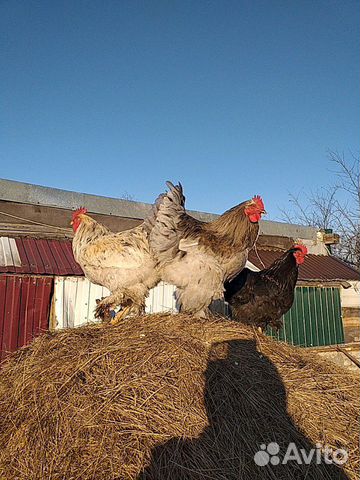 Продаются петухи породы Брама