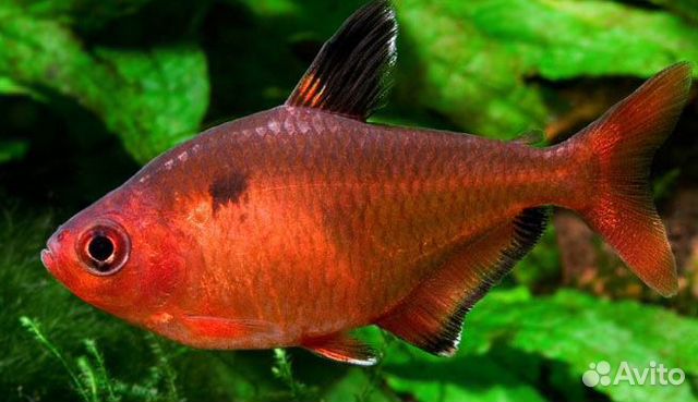 Пара рыбок Тетра Минор