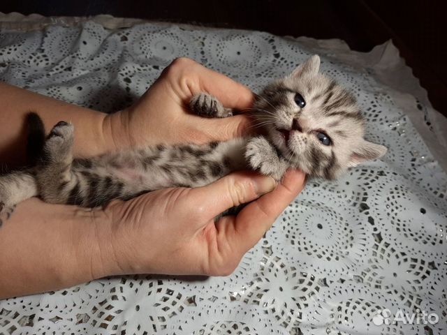 Мимишки шотландики