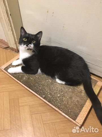 Котёнок Шурик