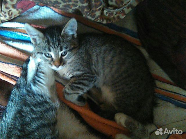 Кошка