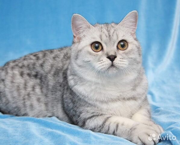 Кошка Британская короткошерстная вислоухая