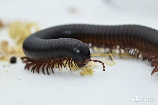 Кивсяк Archispirostreptus Gigas Гигас