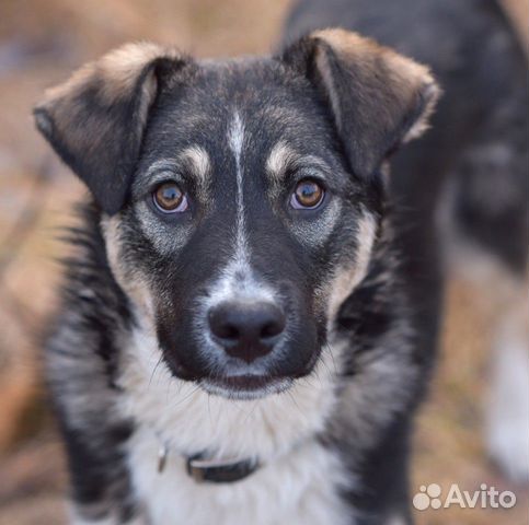 Гриша, щенок с необыкновенными глазами