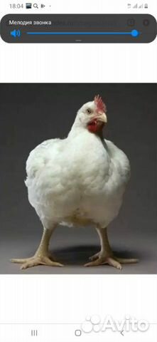 Куры бройлеры