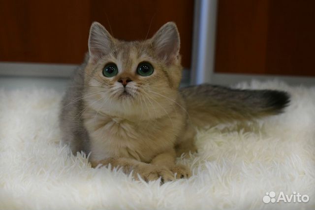 Мальчик золотая шиншилла с изумрудными глазками