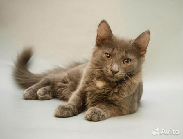 Пушистая красавица Сафи (4 месяца) ищет дом