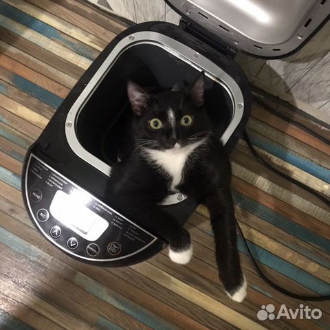 Котик Миша 5 месяцев