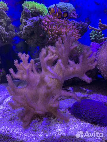 Коралл синулярия