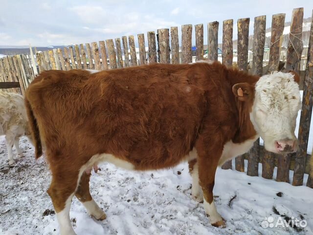 Корова мясной породы "Герефорд"