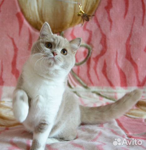 Кошечка окраса фавн бесплатно