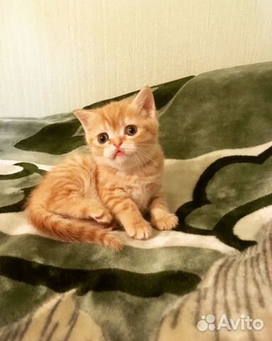 Шотландский прямоухий котик